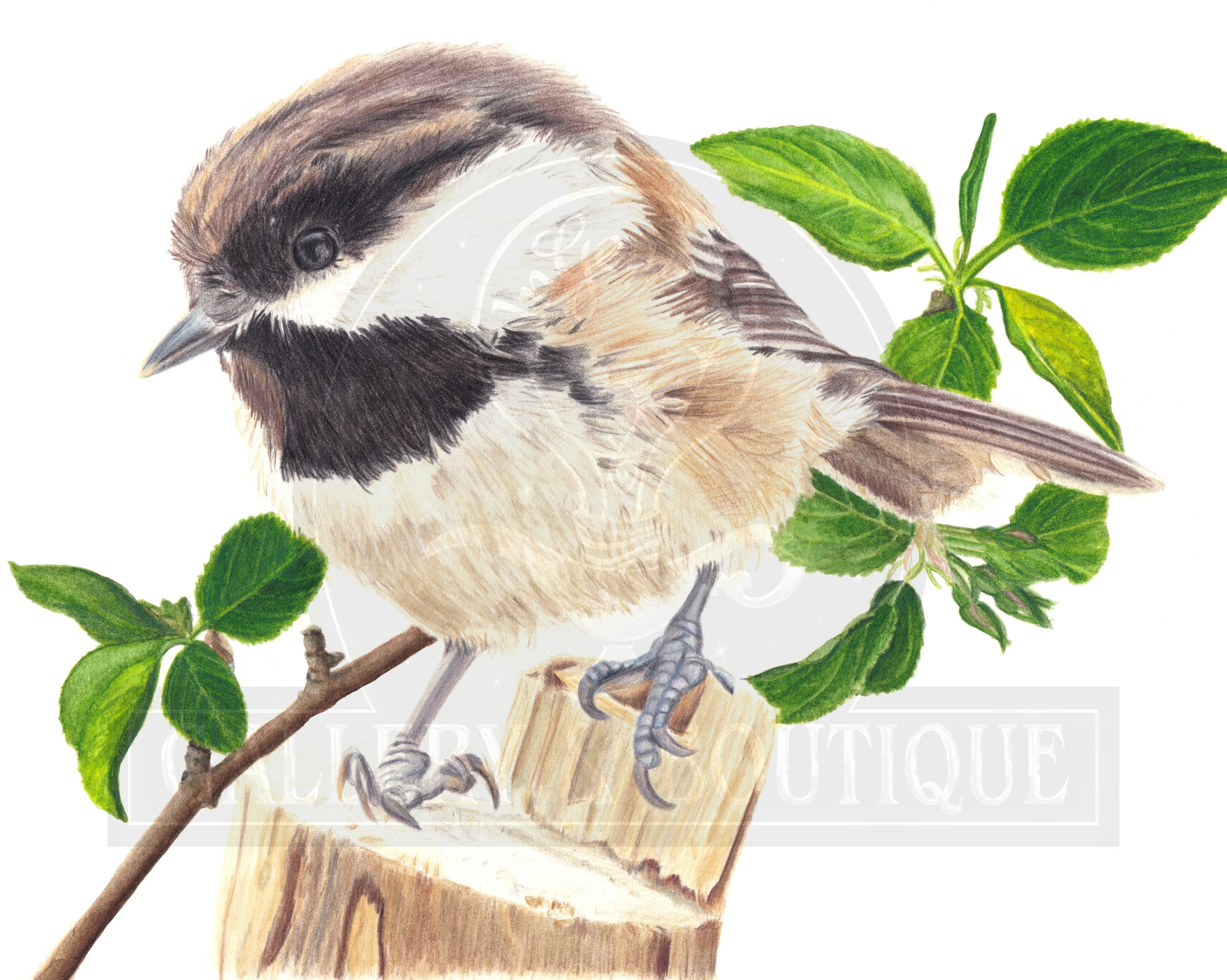Black-capped Chickadee Print Reproduction | InGenius! Gallery & Boutique